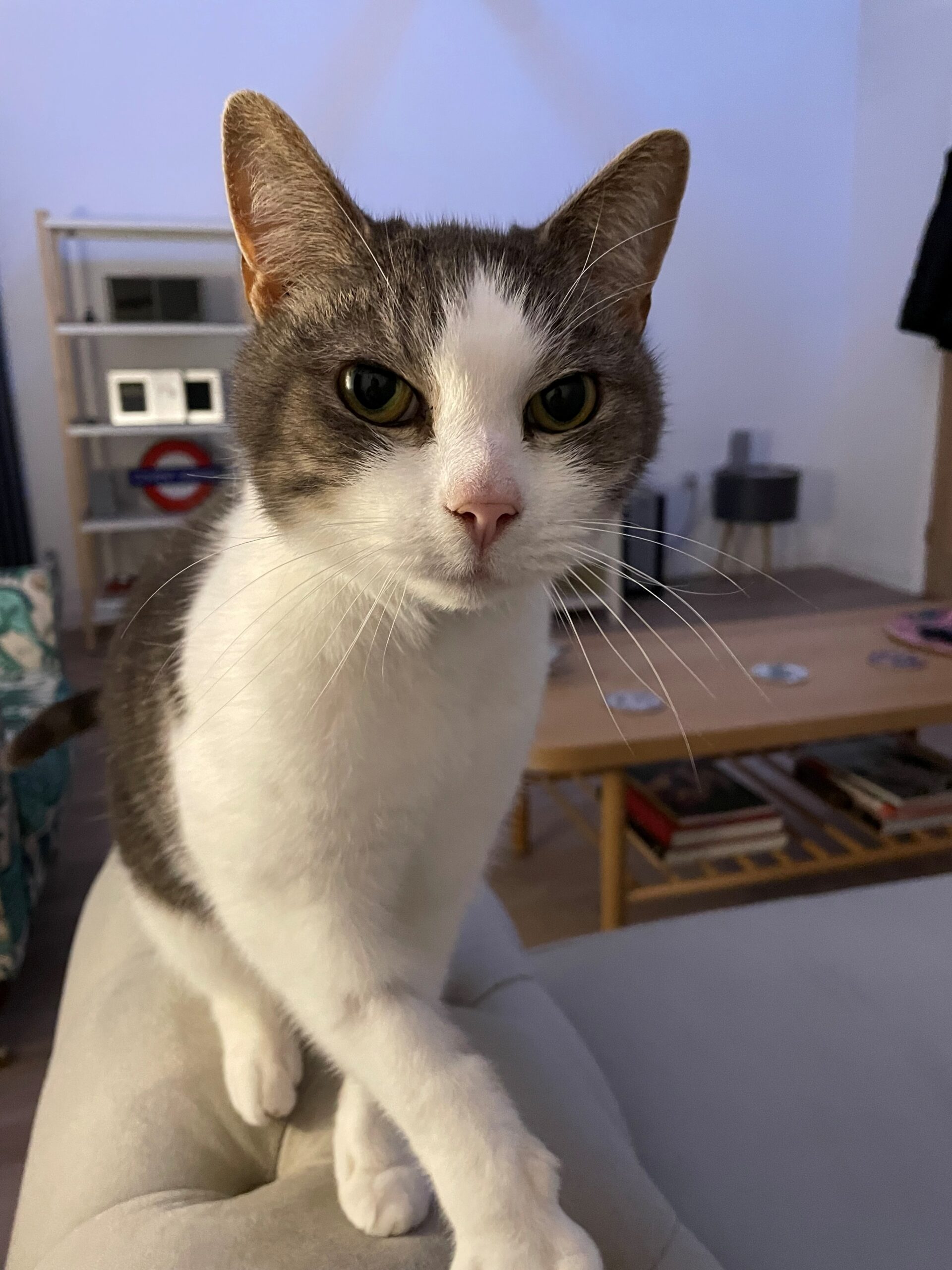 Arm of sofa - Newcastle Dog & Cat Shelter