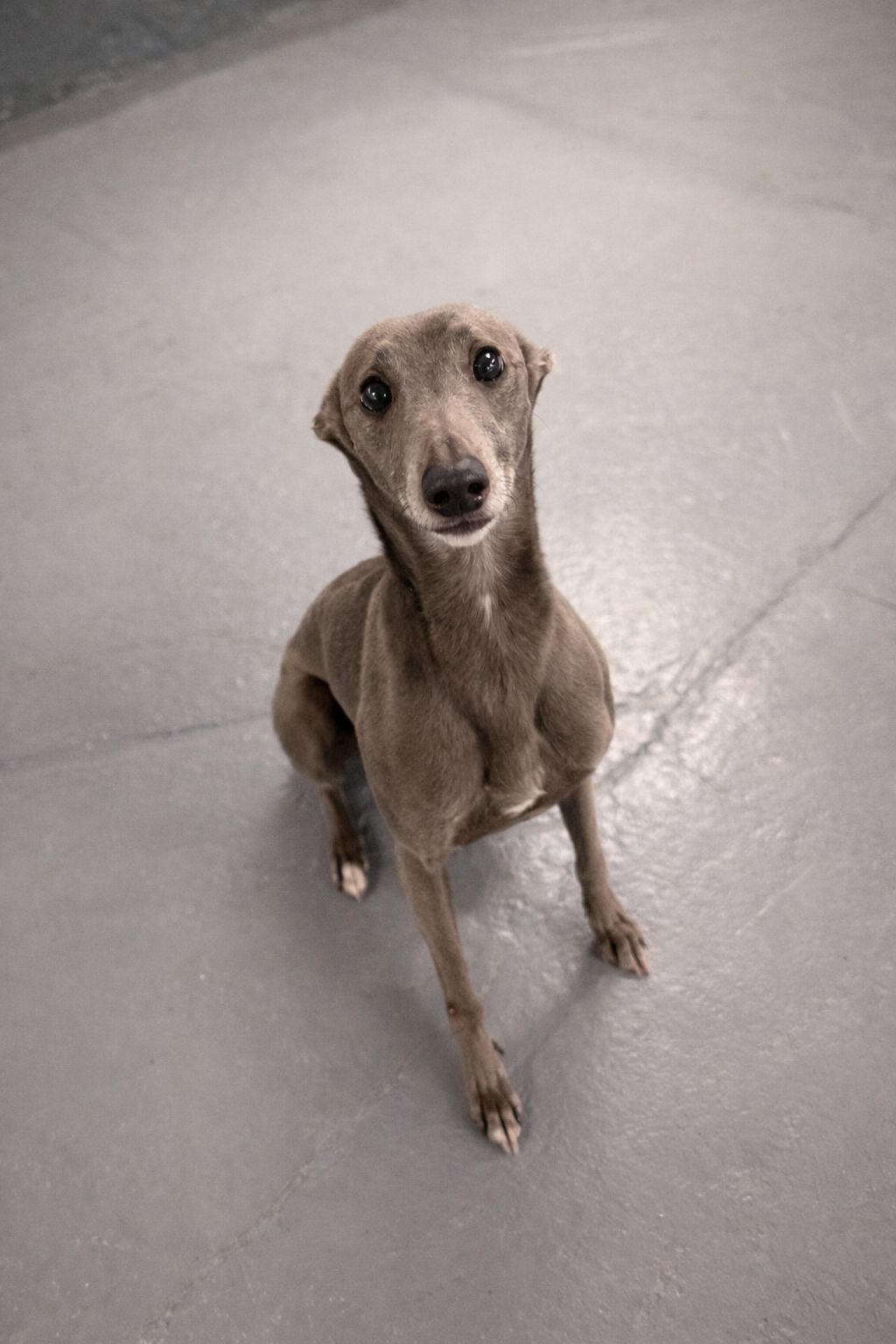 Beau - Newcastle Dog & Cat Shelter