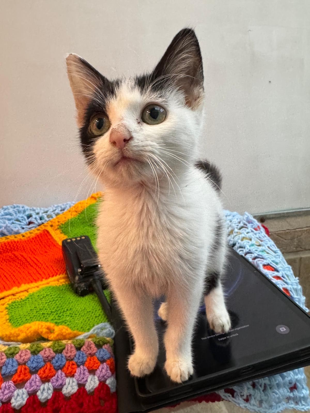 Cashew - Newcastle Dog & Cat Shelter