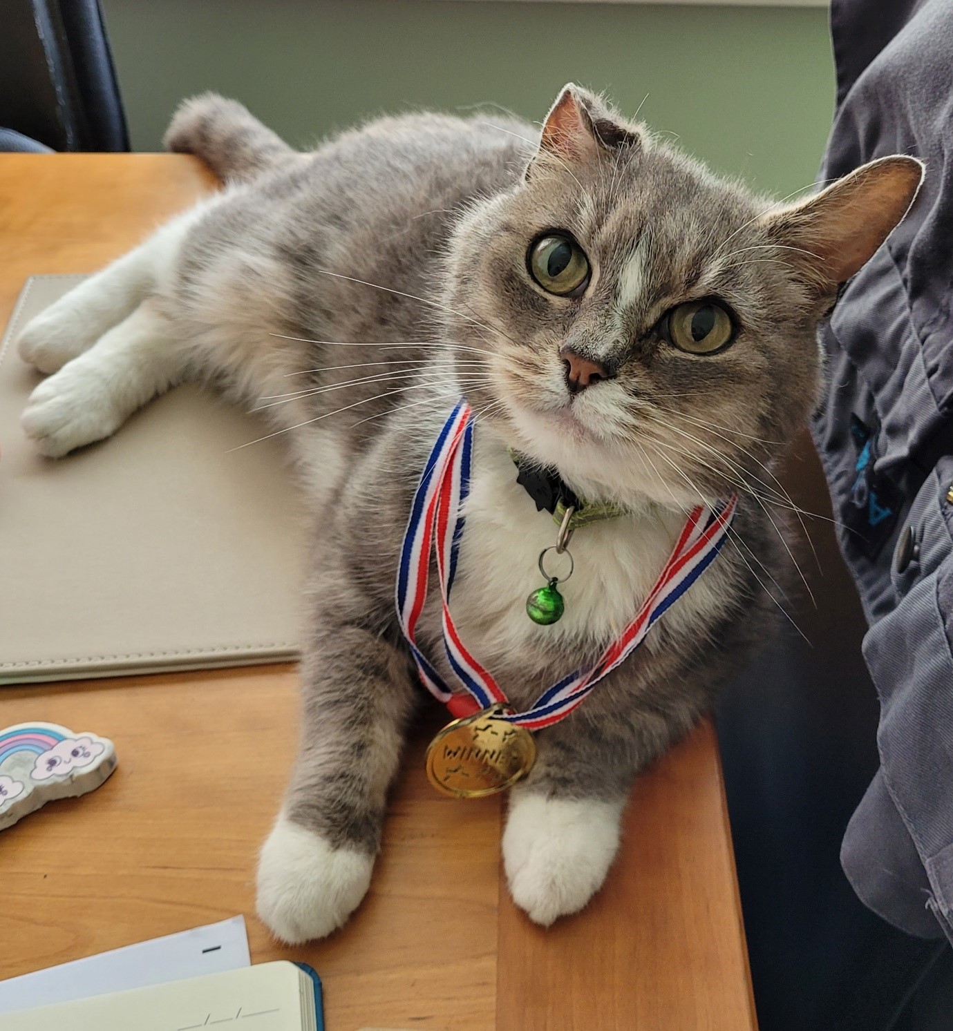 Gizmo - Newcastle Dog & Cat Shelter