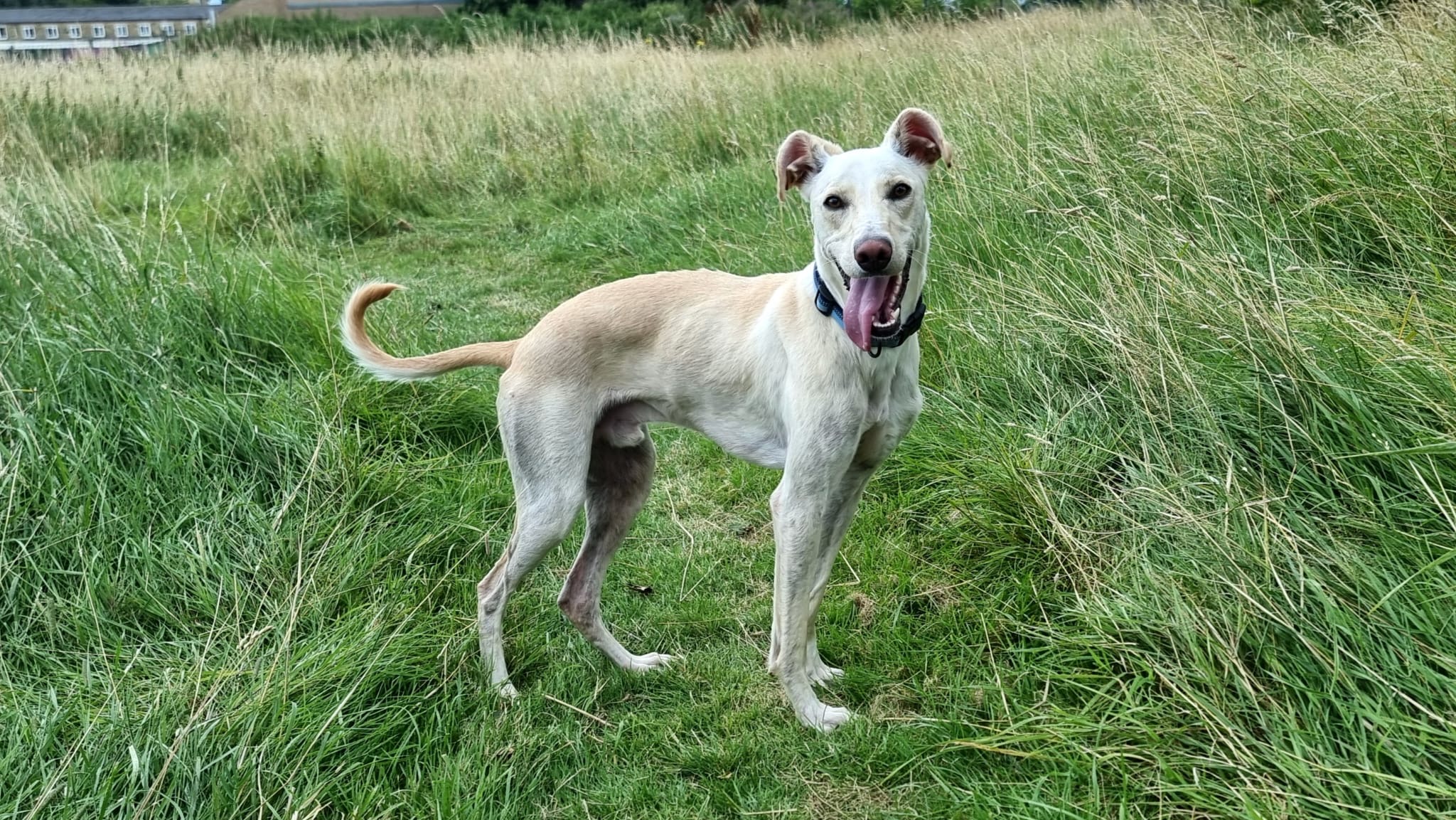 Hugo tan - Newcastle Dog & Cat Shelter
