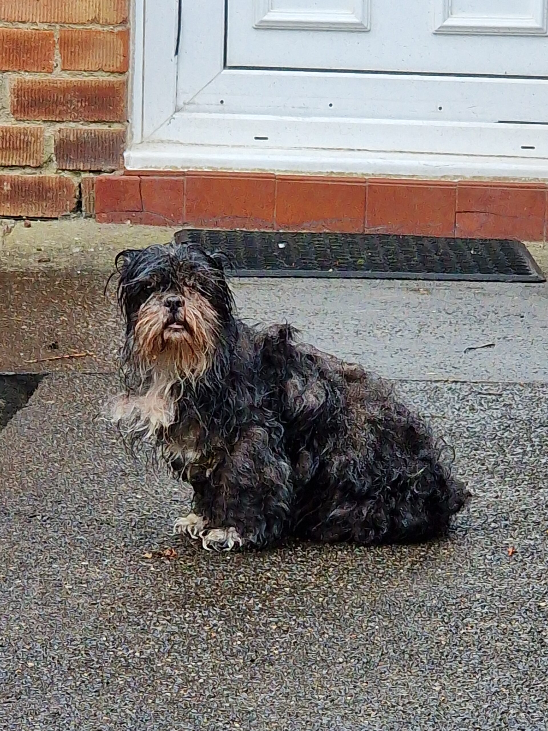 International Homeless Animal's Day 2024 - Newcastle Dog & Cat Shelter