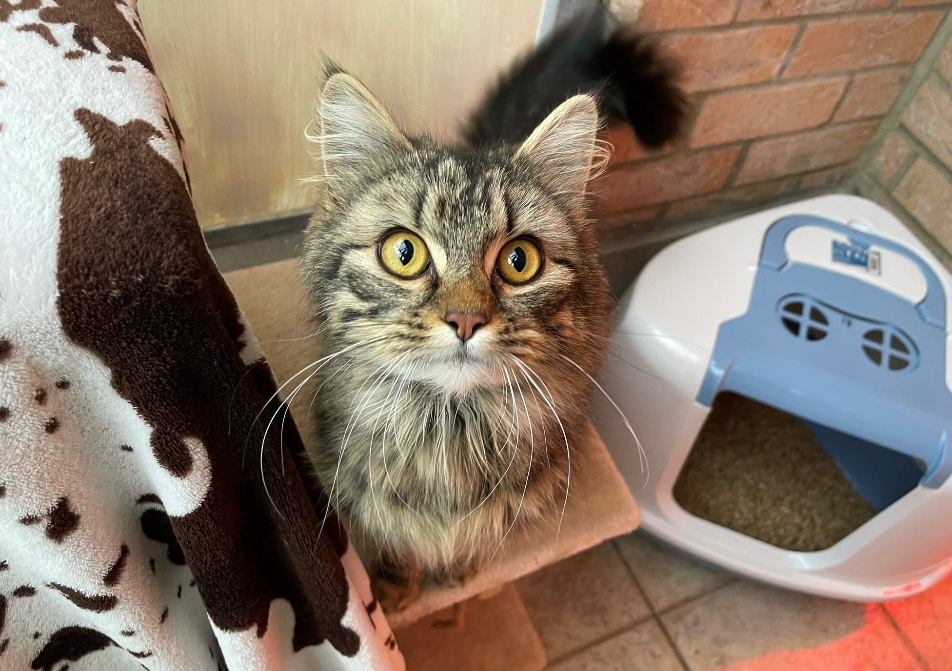 Jolene - Newcastle Dog & Cat Shelter