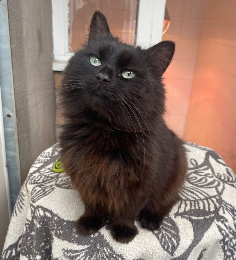Juno - Newcastle Dog & Cat Shelter