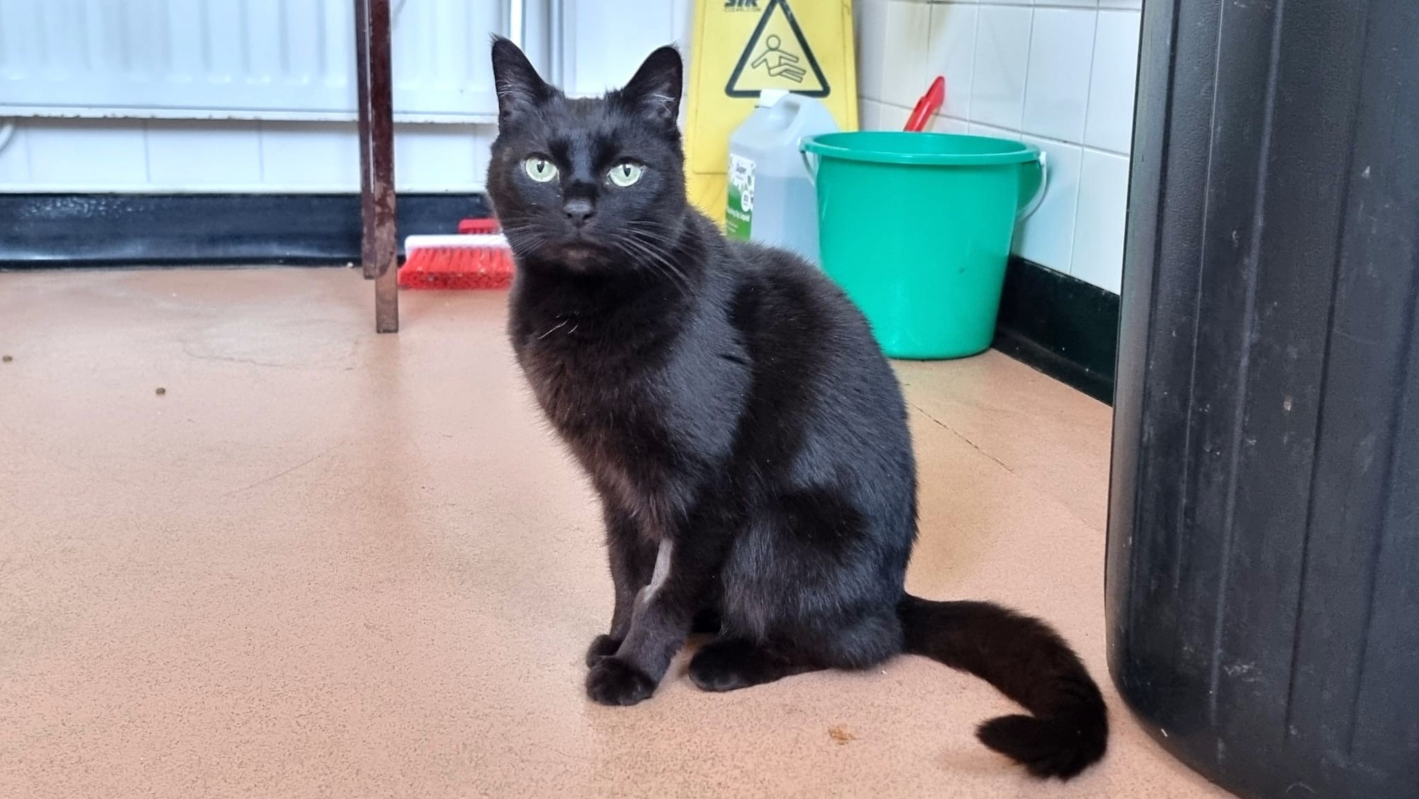 Kipper - Newcastle Dog & Cat Shelter