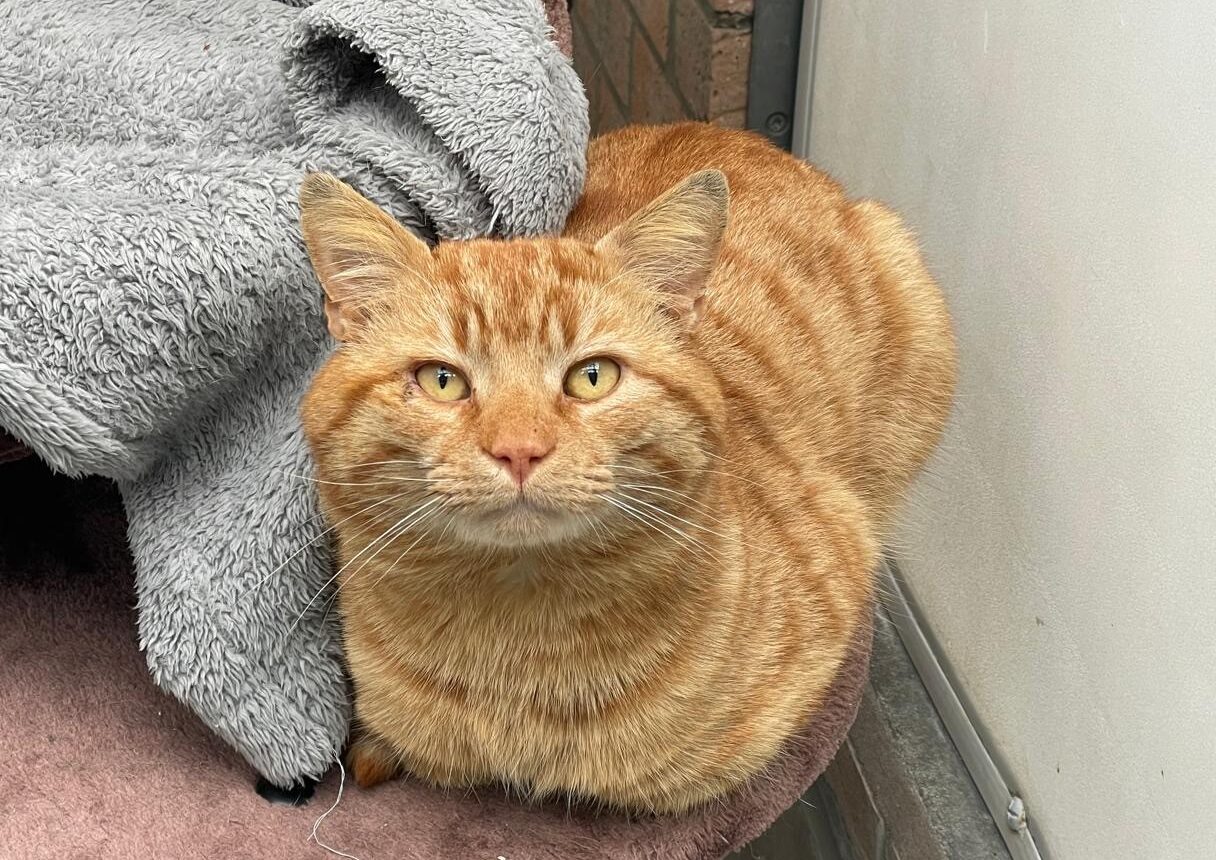 Leonard - Newcastle Dog & Cat Shelter