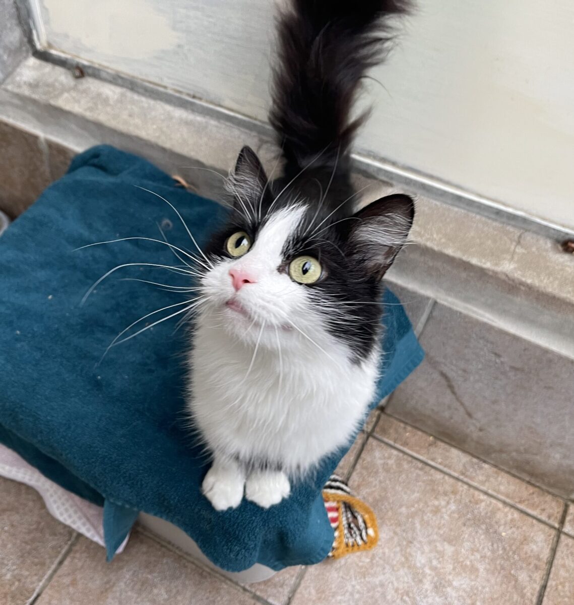 Mango - Newcastle Dog & Cat Shelter