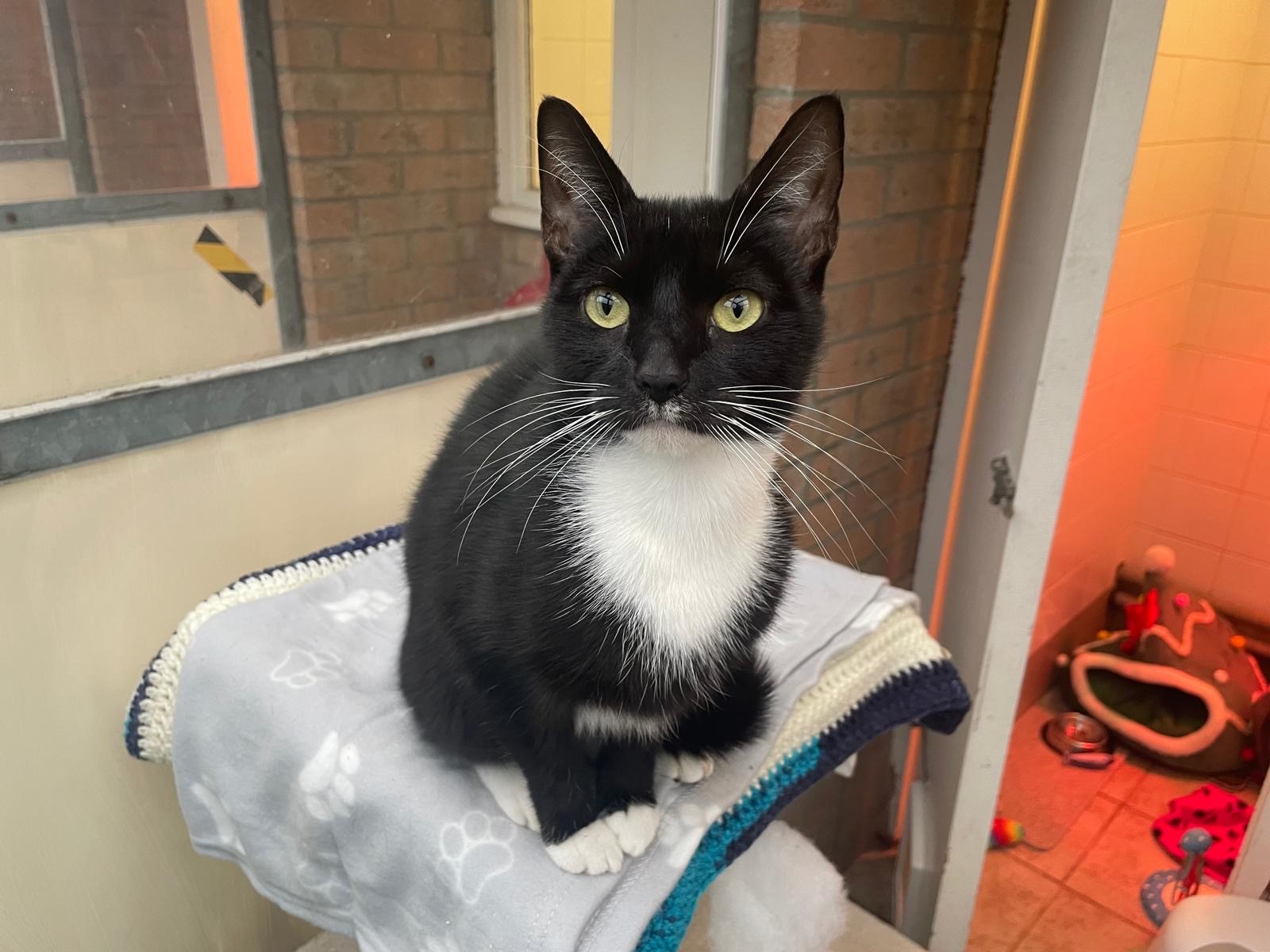 Merry - Newcastle Dog & Cat Shelter