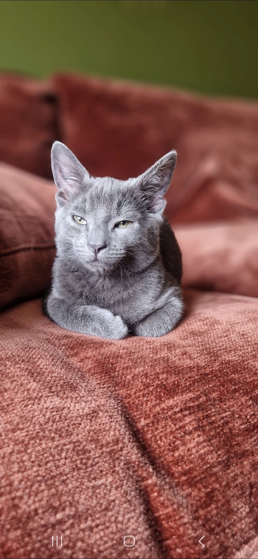 Muffy - Newcastle Dog & Cat Shelter