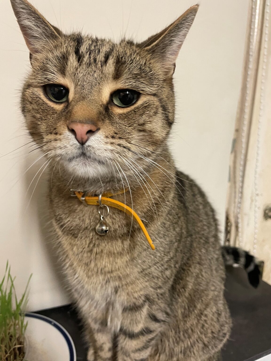 Tommy - Newcastle Dog & Cat Shelter