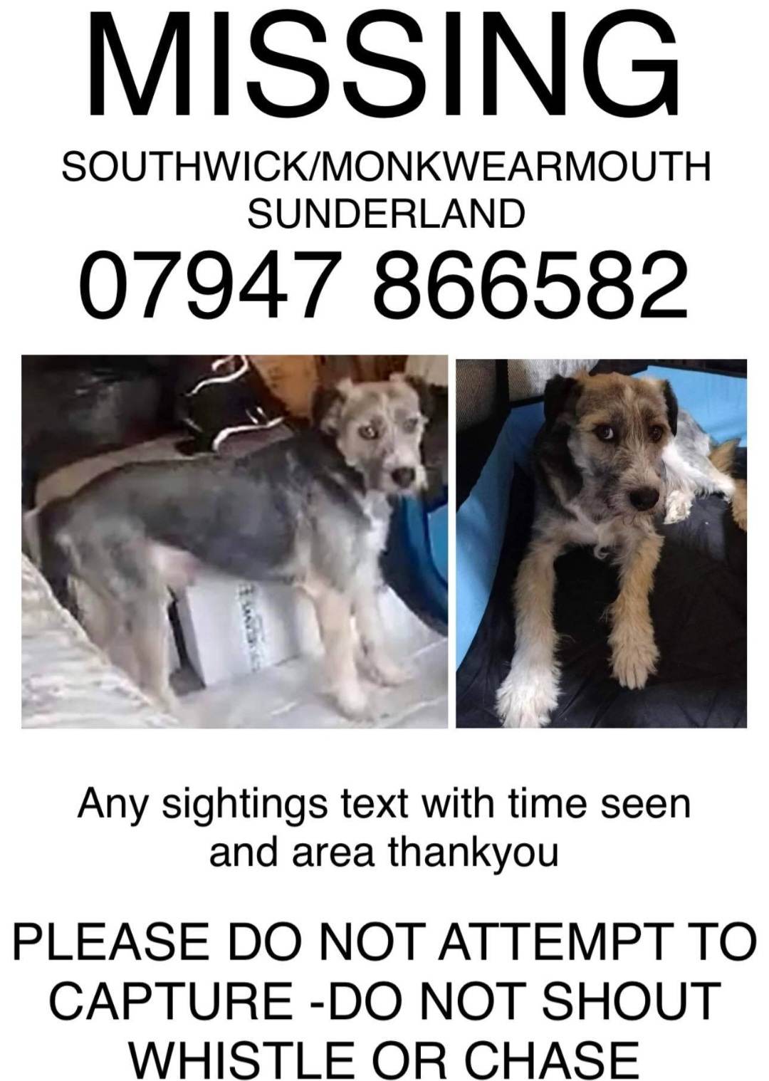 Missing dog - Newcastle Dog & Cat Shelter
