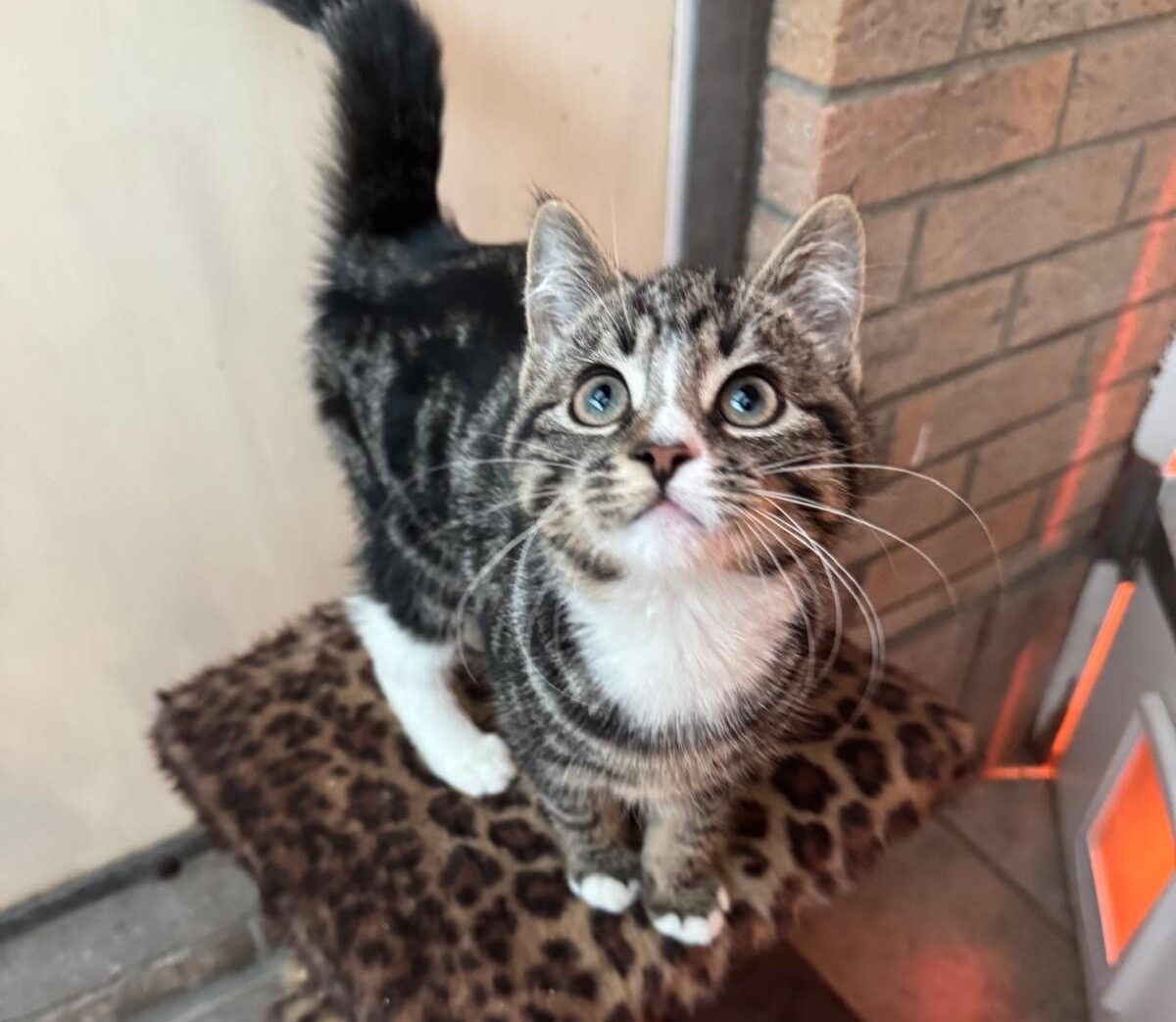 Nicholas - Newcastle Dog & Cat Shelter