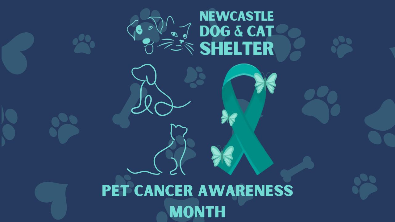 Pet Cancer Awareness Month thumbnail - Newcastle Dog & Cat Shelter