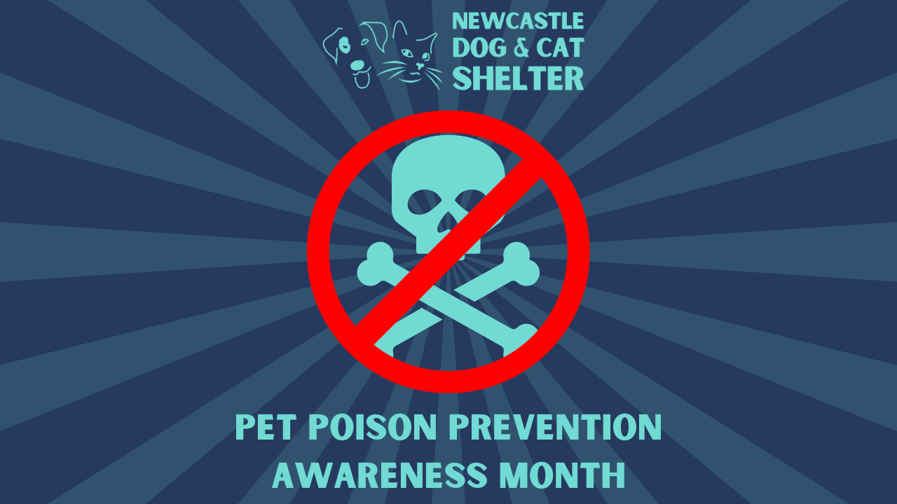 Pet Poison Prevention Awareness Month - Newcastle Dog & Cat Shelter
