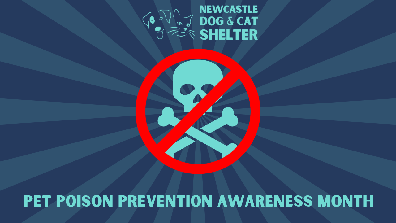 Pet poison prevention thumbnail - Newcastle Dog & Cat Shelter