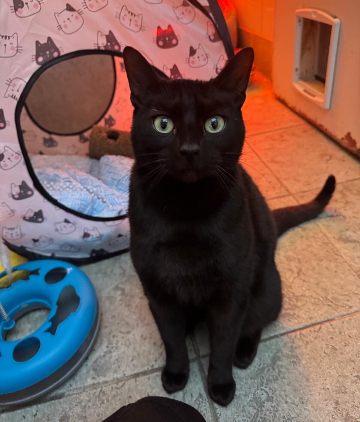 Shadow - Newcastle Dog & Cat Shelter