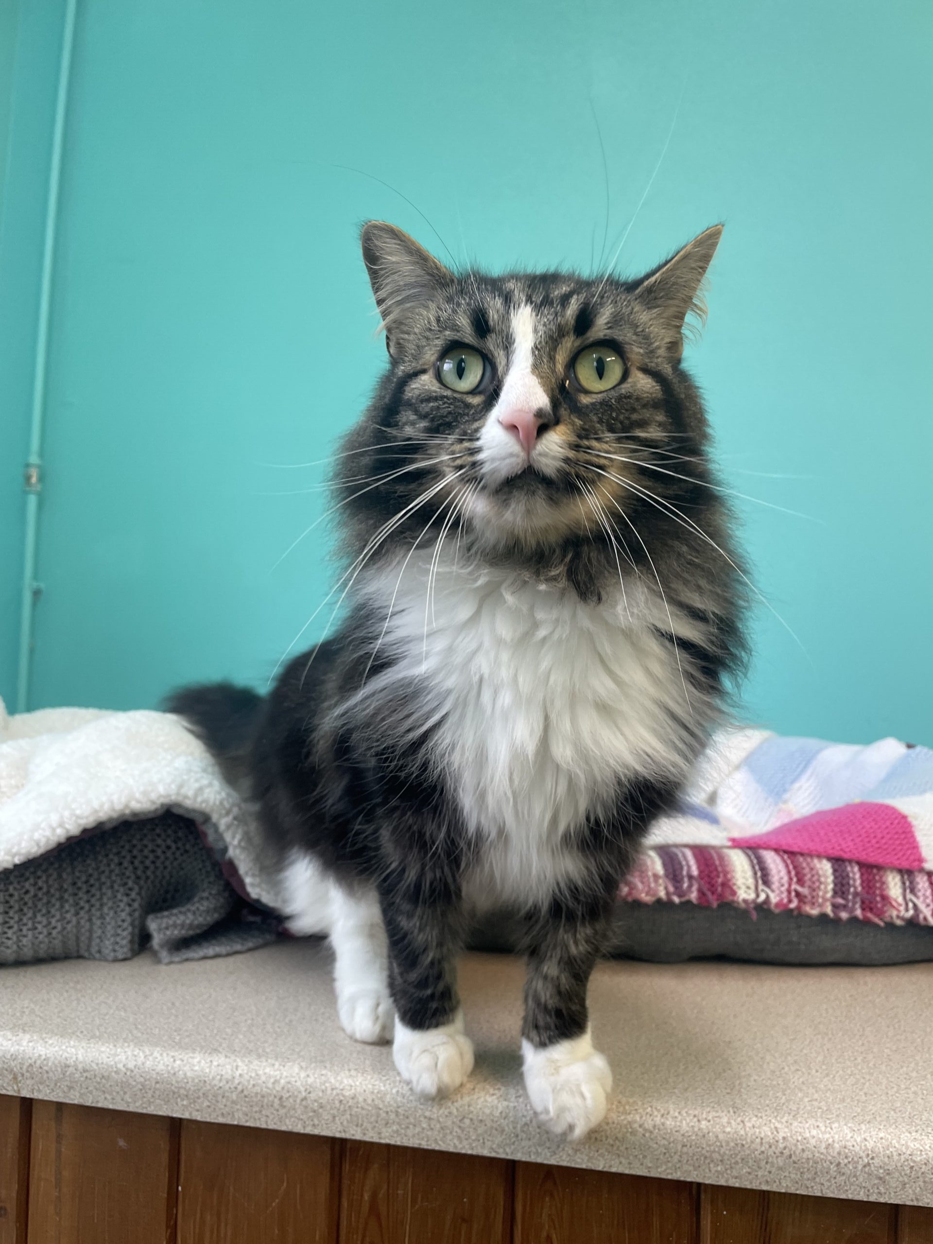 Sox - Newcastle Dog & Cat Shelter