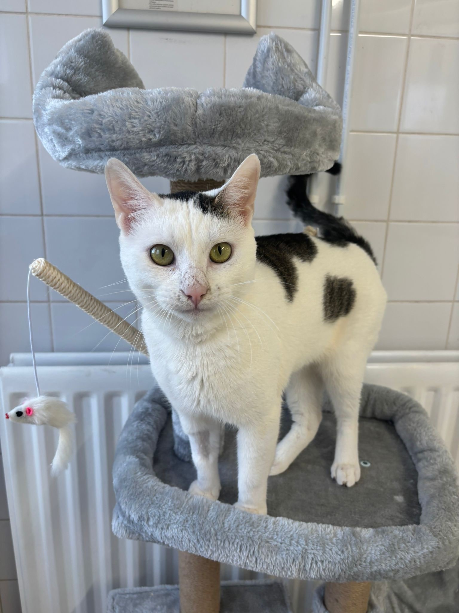 Tom - Newcastle Dog & Cat Shelter