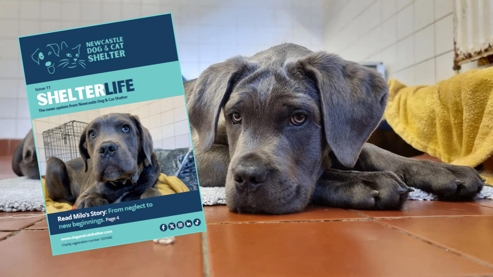 Shelter Life is out now! - Newcastle Dog & Cat Shelter