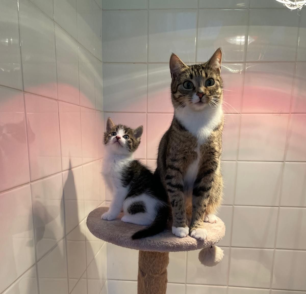 National Cat Health Month: The Vital Importance of Neutering Your Cat ...