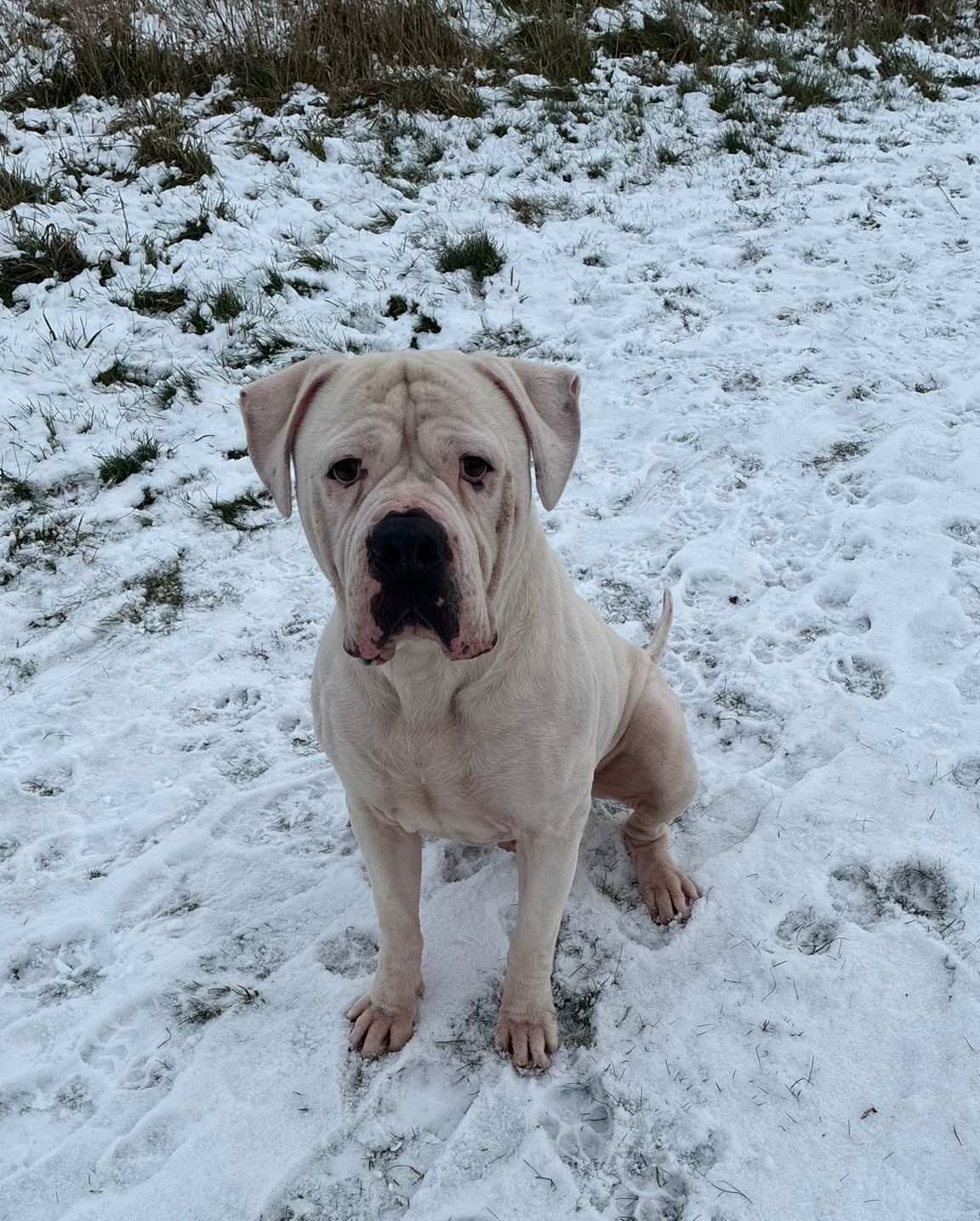 Yeti - Newcastle Dog & Cat Shelter