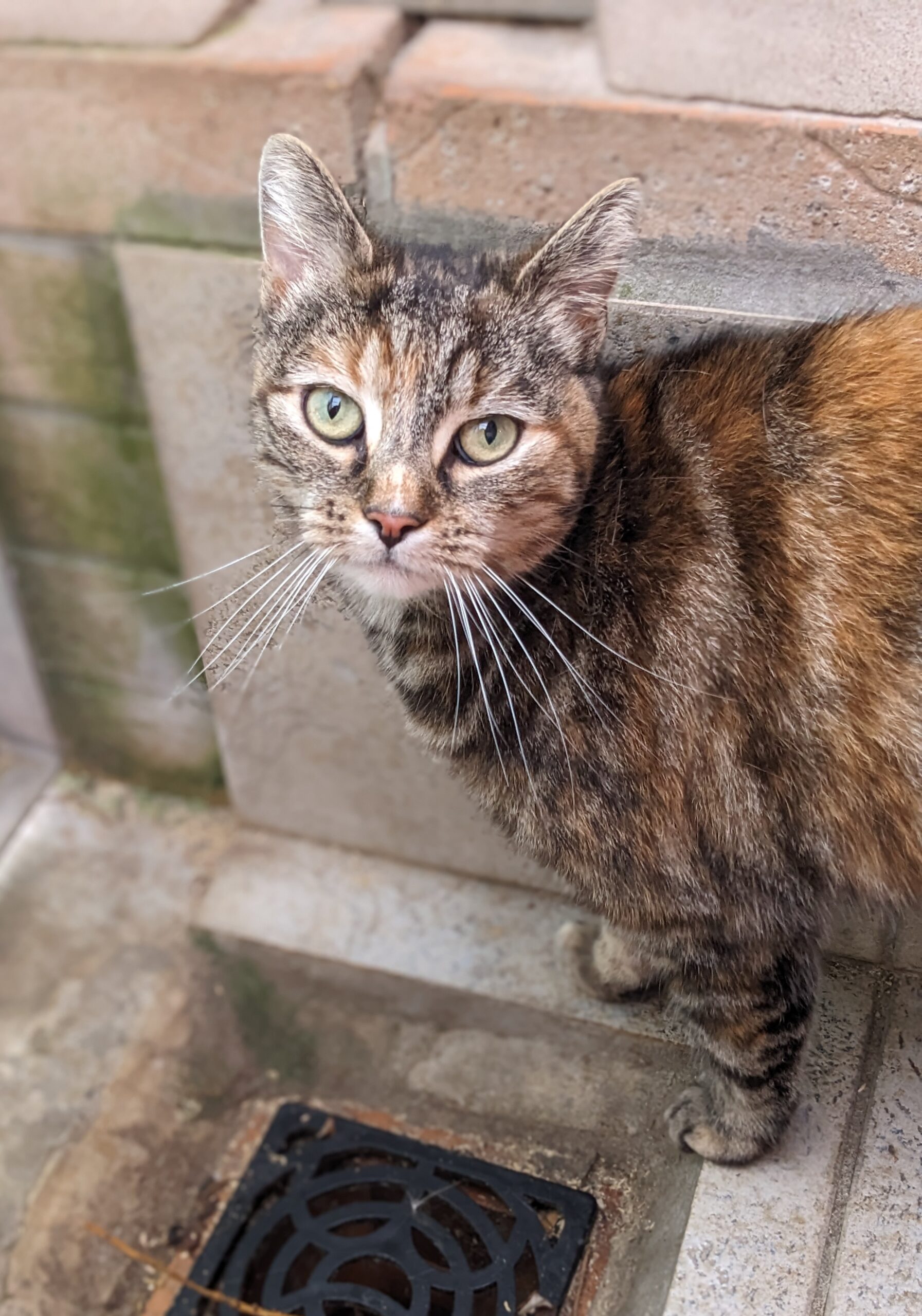 bear photo - Newcastle Dog & Cat Shelter