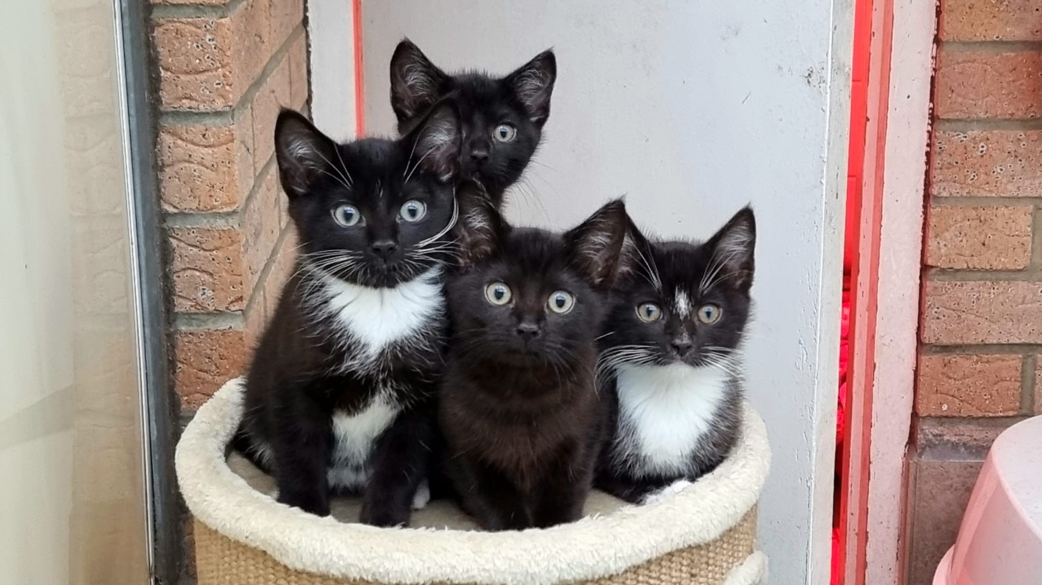 cinder ash flame flare - Newcastle Dog & Cat Shelter