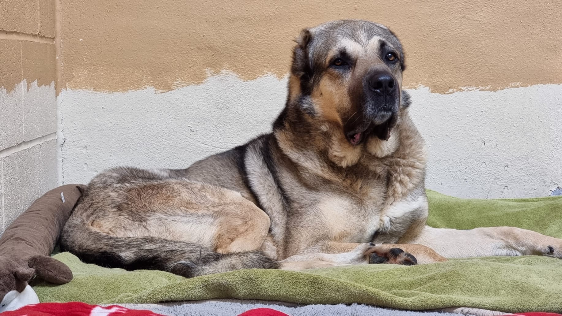 Meet Harold: A Tale of Triumph from the Troubled Tails Appeal ...