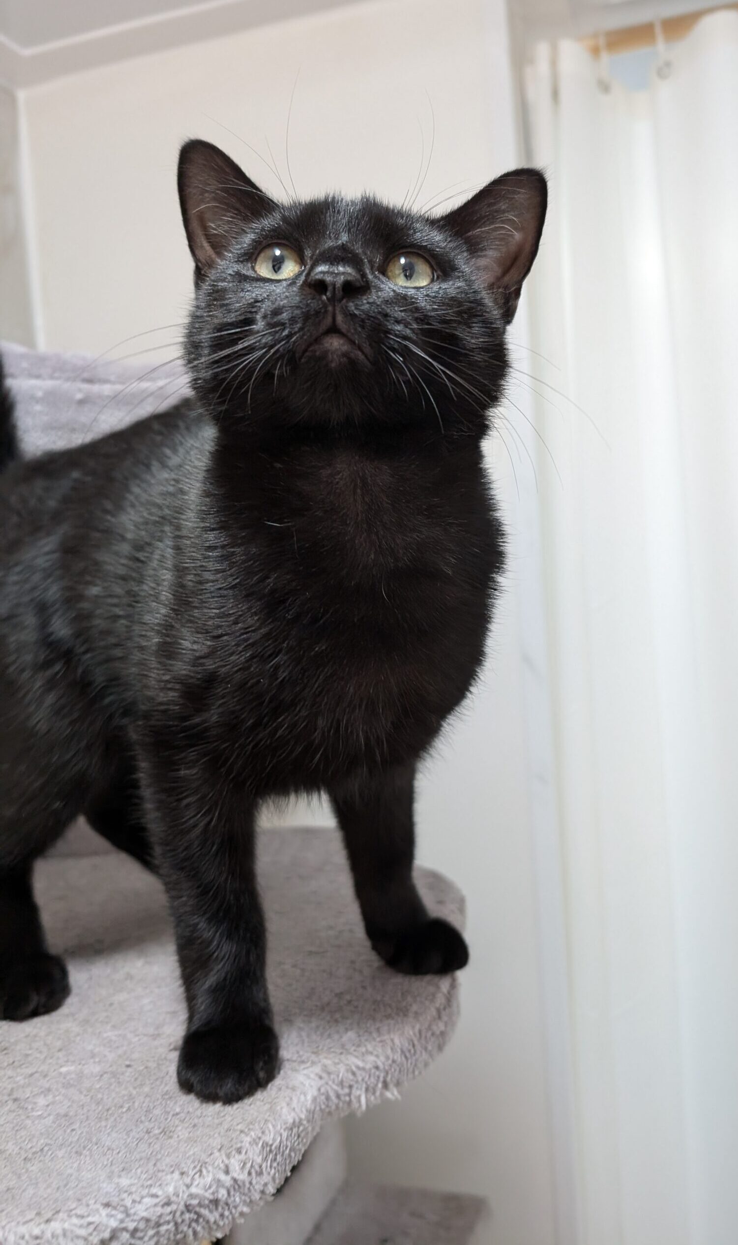 kevin - Newcastle Dog & Cat Shelter