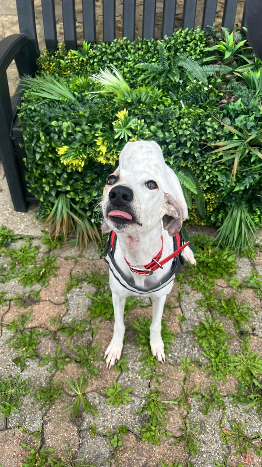 mojo - Newcastle Dog & Cat Shelter