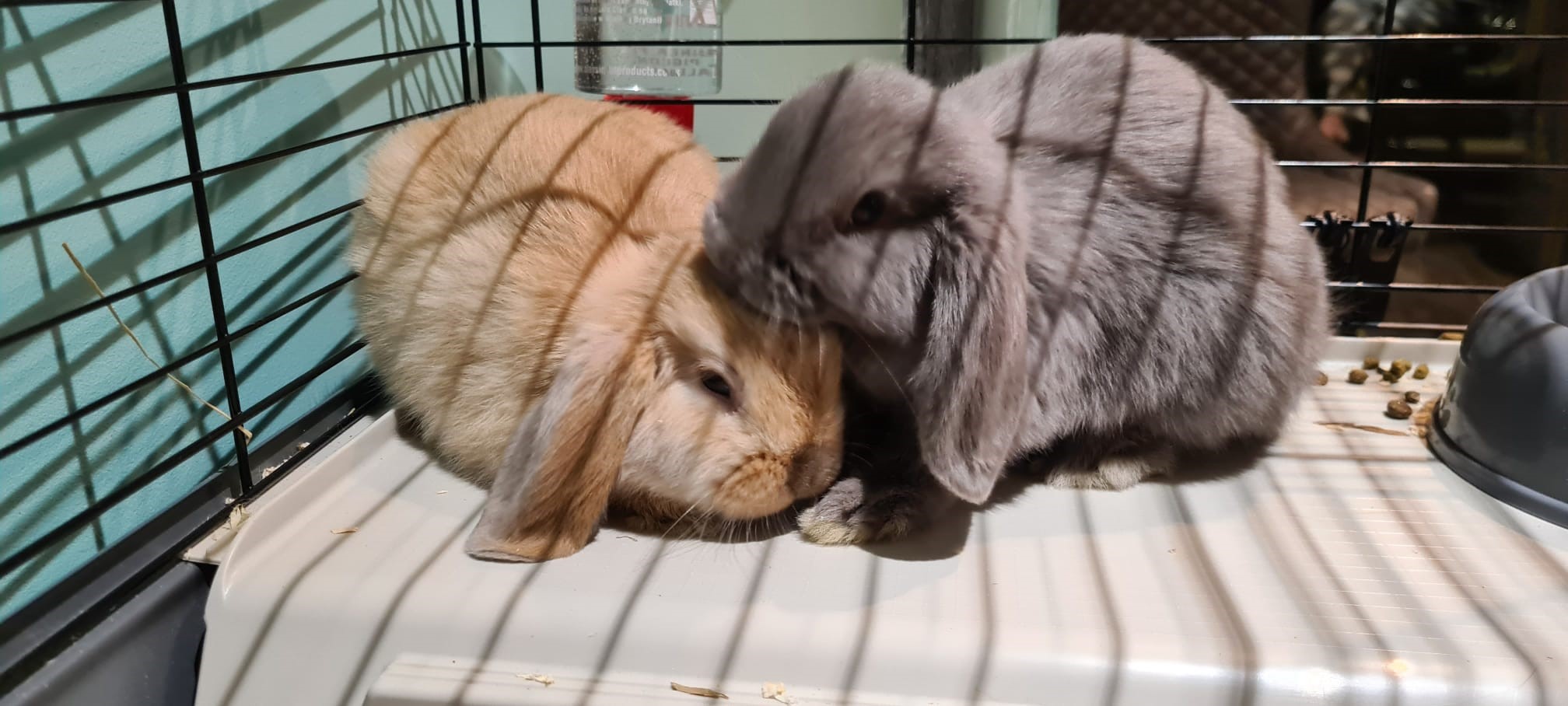 Missing rabbits - Newcastle Dog & Cat Shelter