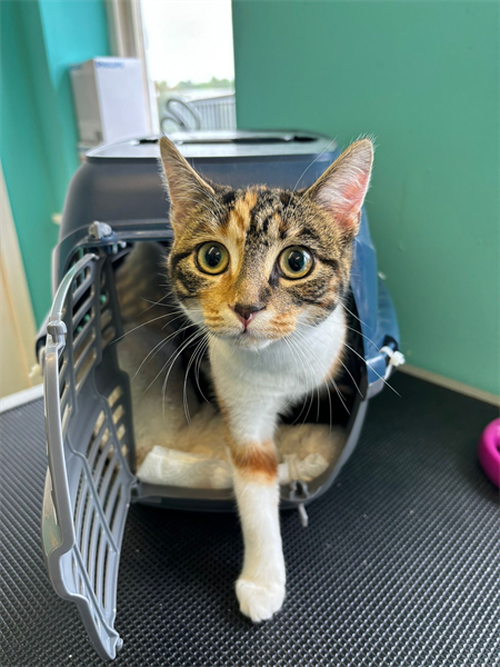 rolo - Newcastle Dog & Cat Shelter