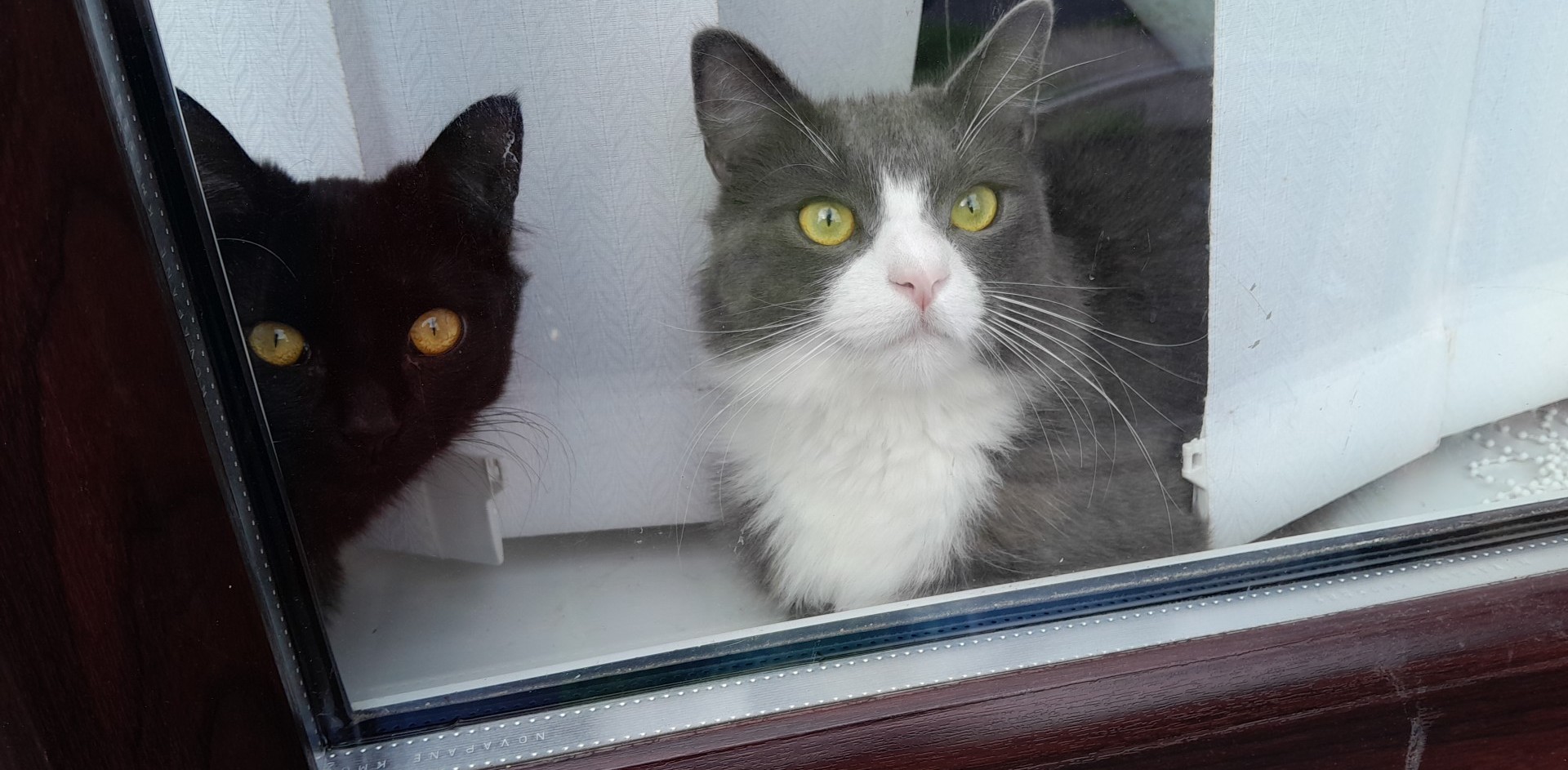 Shadow - Newcastle Dog & Cat Shelter